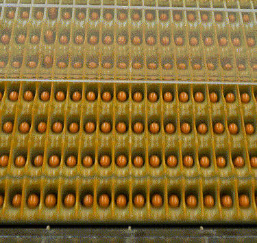 Nutrition Formulators